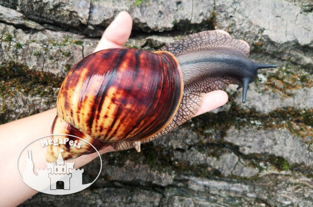 Archachatina marginata marginata ślimaki - 11926969681 - oficjalne archiwum Allegro