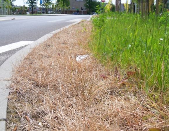 Купить BALDRON 400SL 1л ОТ ВСЕХ СОРНЯКОВ ГЛИФОСАТ: отзывы, фото и ...