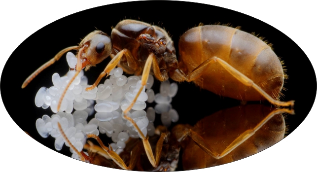 Mrówki Lasius flavus królowa z robotnicami 5-15 KOLONIA do formikarium ...