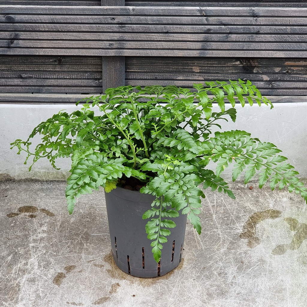 Asplenium dimorphum parvati 35cm HYDROPONIKA zanokcica paproć w ...