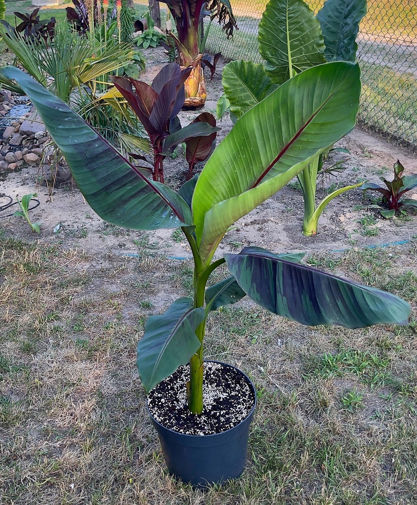 Musa Sikkimensis "Red Tiger" sadzonka - 12325368430 - oficjalne ...