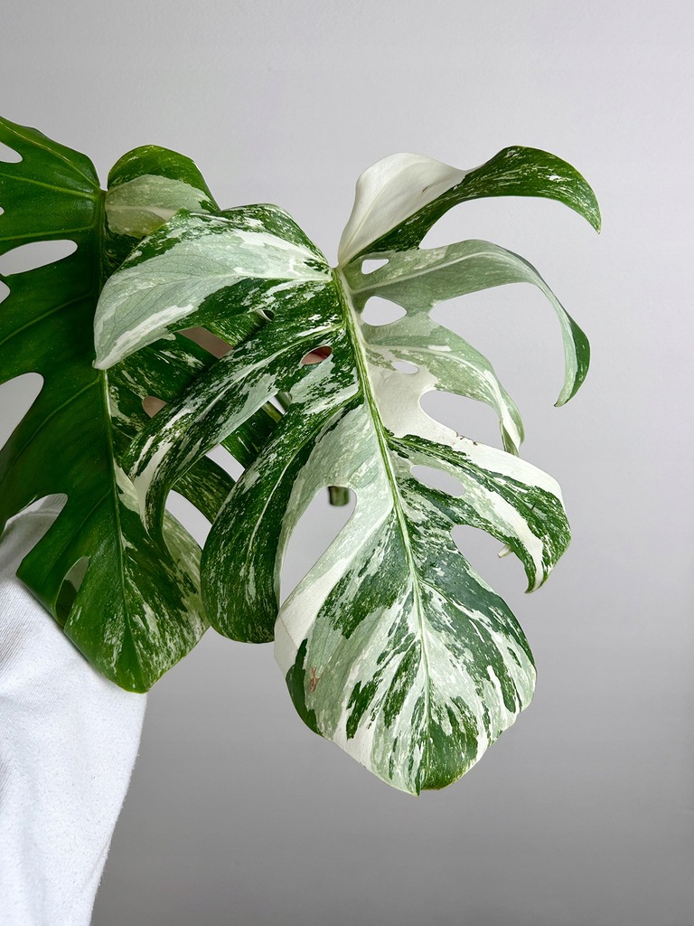 Monstera Deliciosa Variegata - BIAŁA KRÓLOWA, NAJŁADNIEJSZY szczyt ...