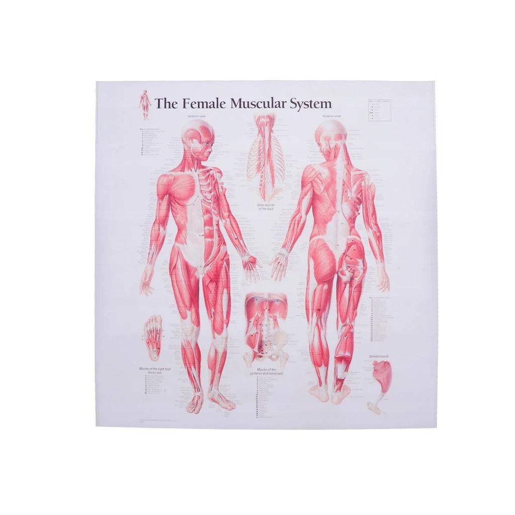 Muscle Anatomy Chart Human Anatomical Charts - 13908271185 - oficjalne ...