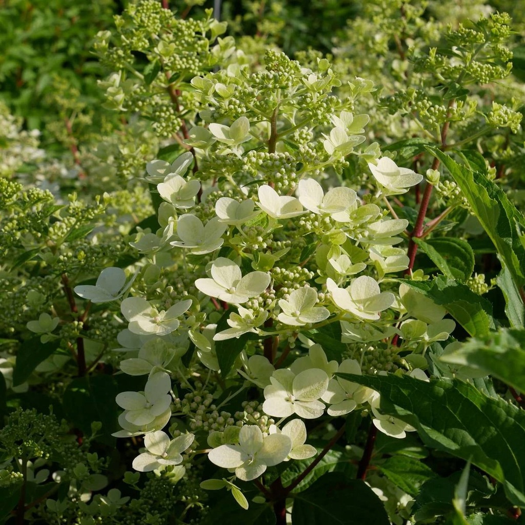 Hortensja bukietowa Angels Blusch - 13892997517 - oficjalne archiwum ...