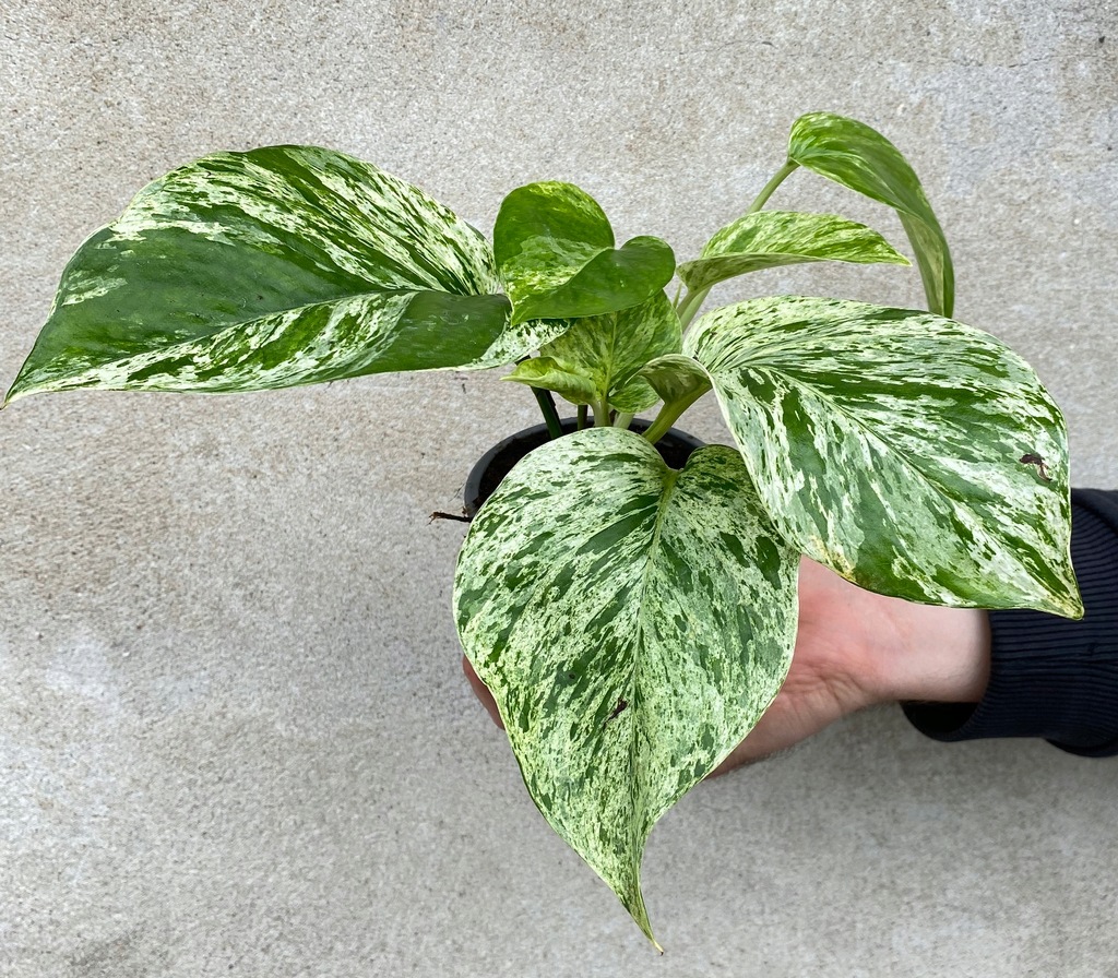 EPIPREMNUM Marble Queen Scindapsus don.9cm - 12774957607 - oficjalne ...