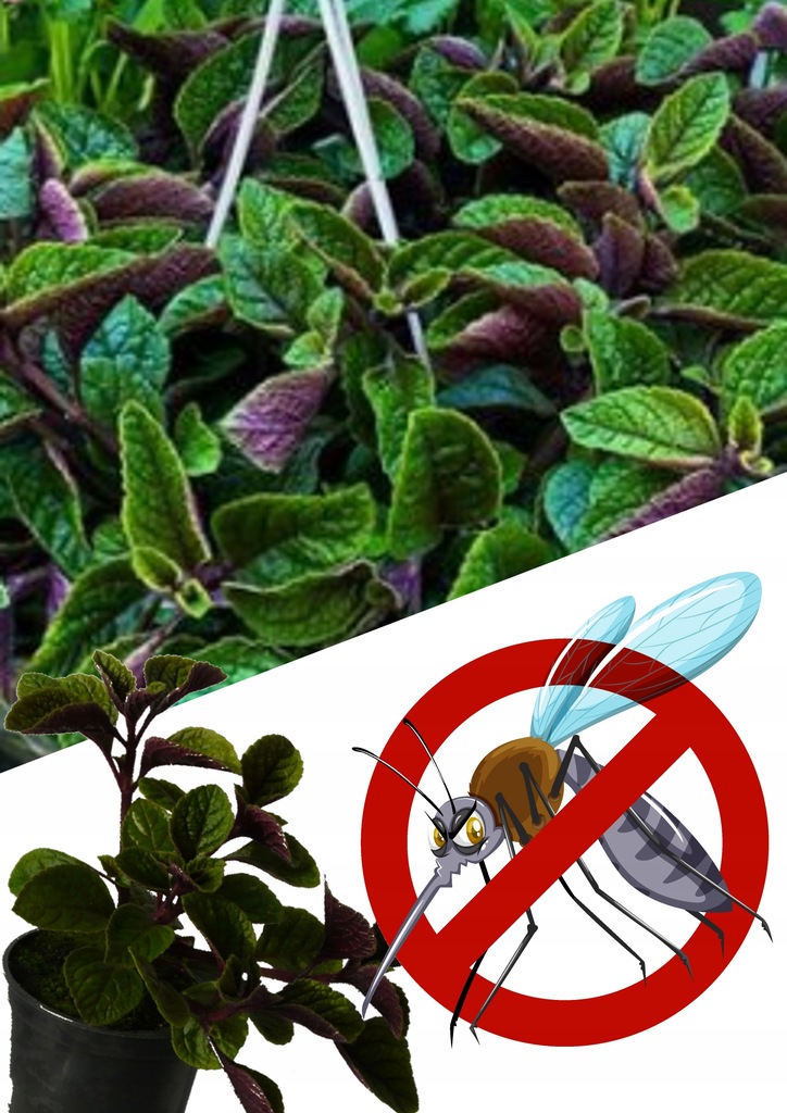 Plektrantus NICO Komarzyca d. 10 cm Komar - 12025418655 - oficjalne ...