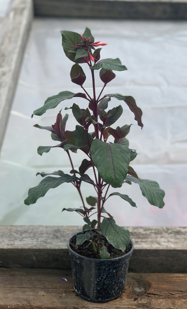 Fuksja stojąca z ciemnym liściem DUŻA sadzonka - 12244954545 ...