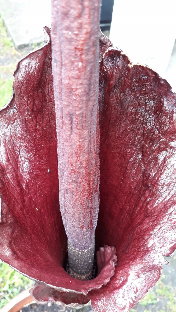Diabelski jęzor - Amorphophallus rivieri 7-letnia - 13626967023 ...