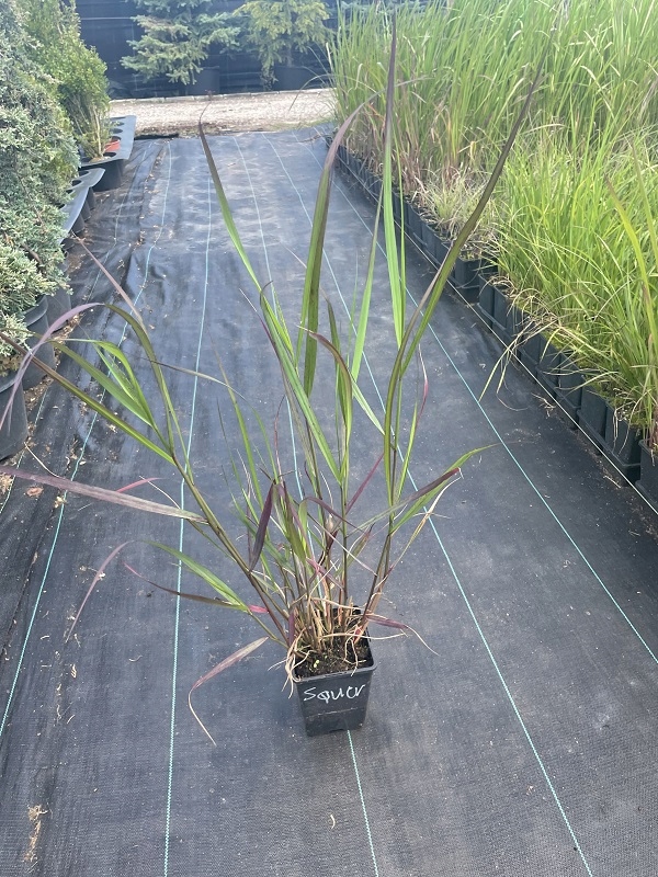 Trawa Turzyca Morowa - 12460449152 - oficjalne archiwum Allegro