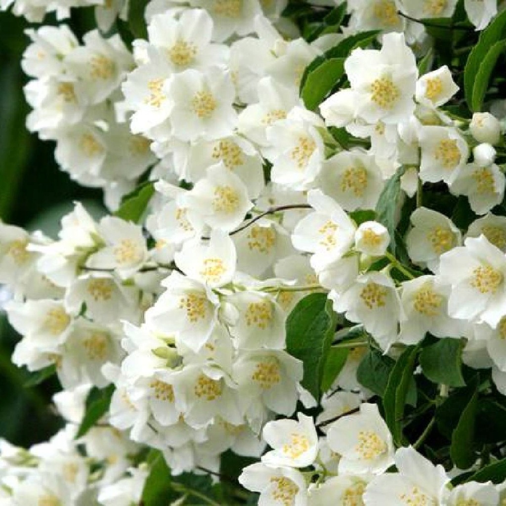 Jaśminowiec Wonny Szczepiony na Pniu Pa100 - 14067655384 - oficjalne ...