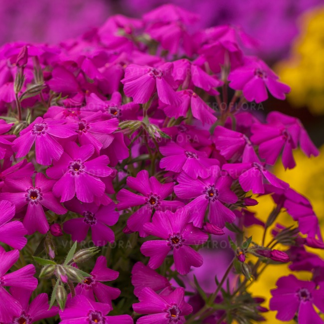 Floks szydlasty SPRING HOT PINK Phlox subulata - 13630202684 ...