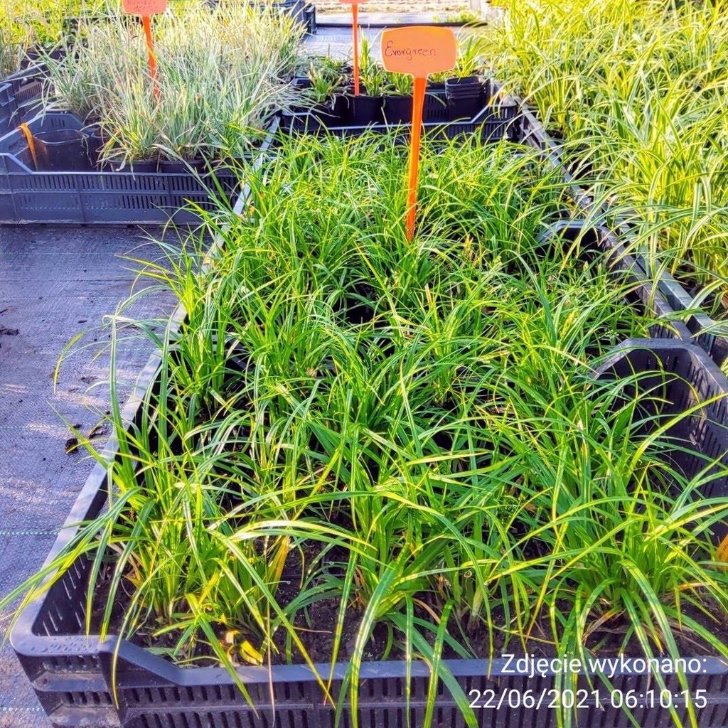 Turzyca oszimska Evergreen - 12439725997 - oficjalne archiwum Allegro