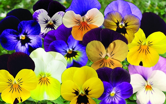 Bratek bratki drobnokwiatowe sadzonki 24 SZT MIX - 13187269177 ...