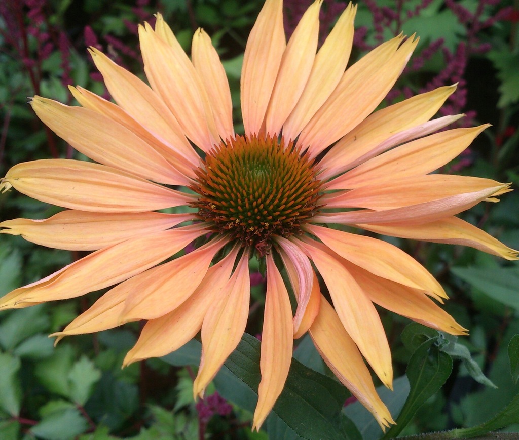 Jeżówka Echinacea BIG KAHUNA sadzonka C2 - 12291550562 - oficjalne ...