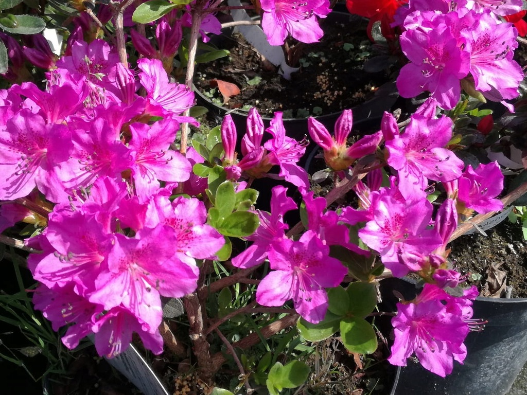 Azalia japońska ENZETT LILIENSTEIN fioletowa - 13586050693 - oficjalne ...