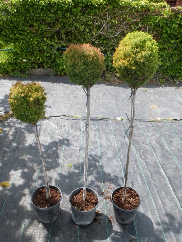 Żywotnik zachodni Tuja Teddy PA 100cm C3 - 9346921024 - oficjalne ...