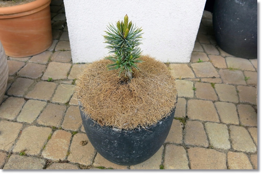 Pinus longaeva 'Formal Form' - Unikat !! - 15670227954 - oficjalne ...
