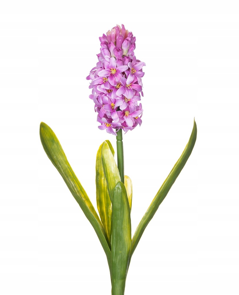 Hiacynt różowy z listkami do wazonu kompozycji - 12611005229 ...