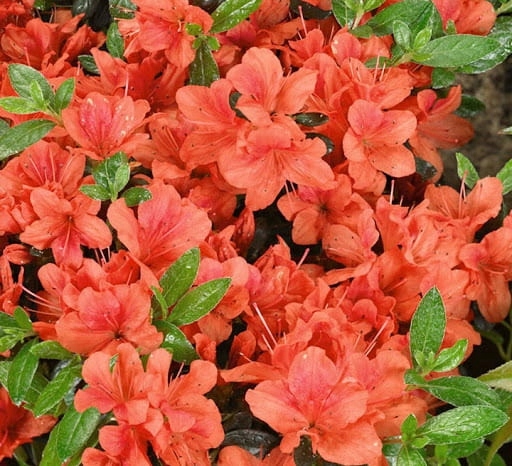 AZALIA JAPOŃSKA GEISHA ORANGE MINI POMARAŃCZA - 14220315815 - oficjalne ...