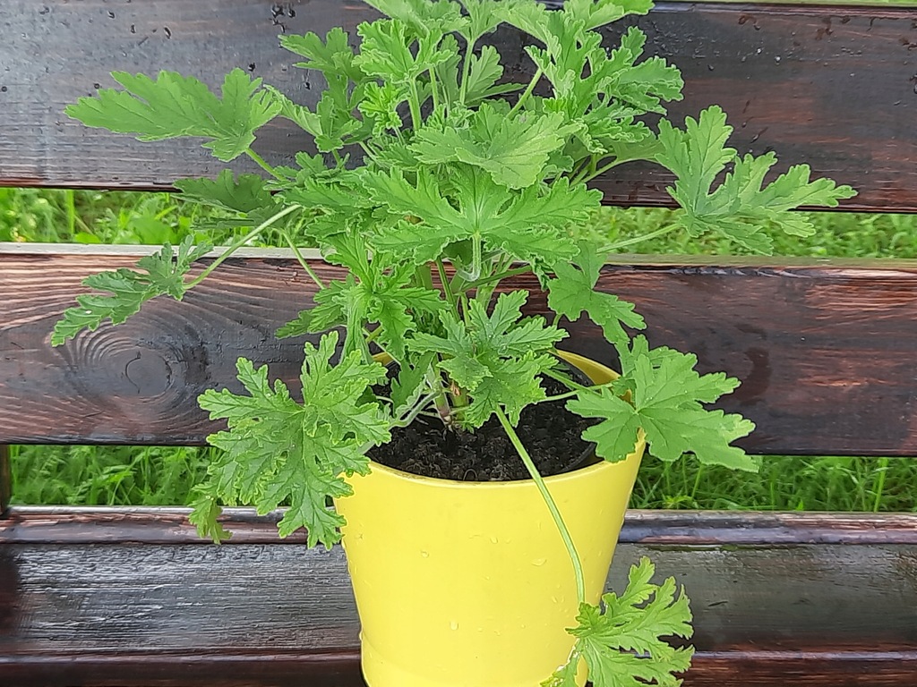Geranium anginka rośliny dorodne lecznicza duża - 14023099363 ...