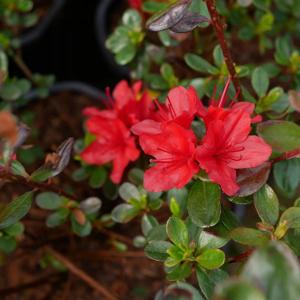 AZALIA JAPOŃSKA CZERWONA SADZONKI AZALII - 13713429733 - oficjalne ...