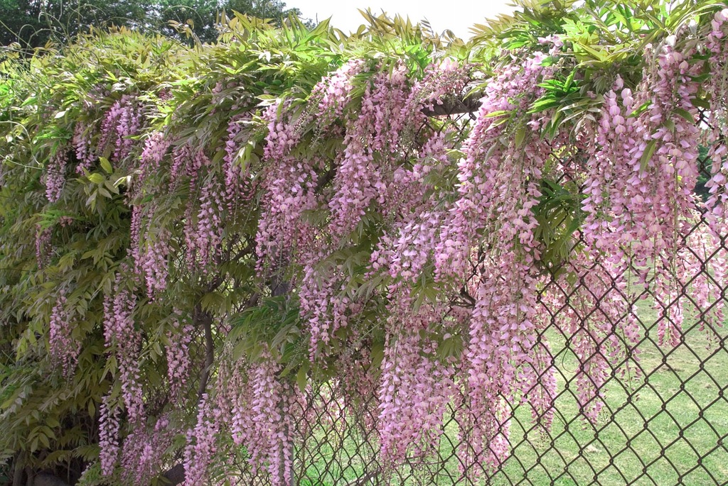 acm WISTERIA RÓŻOWA GLICYNIA HONBENI PNĄCZE C2 - 7868849996 - oficjalne ...