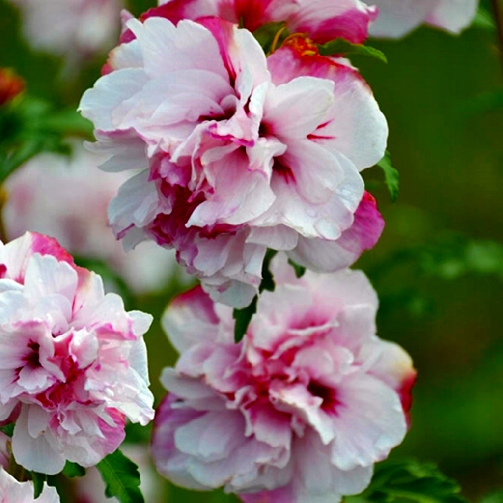 Hibiskus-Ketmia French Cabaret Pastel- szczepiony - 15318598608 ...