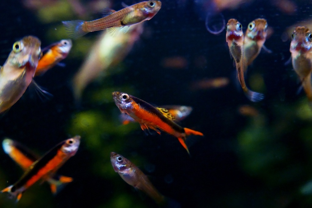 Przepiękne gupiki czarno czerwone jak Neonki 10szt - 11793146062 ...