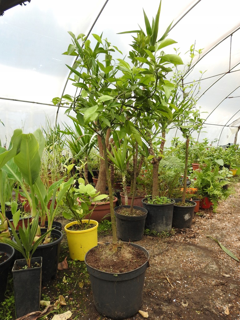 Cytrus drzewko pomarańcza Sanguinello 100 cm - 12189042126 - oficjalne ...