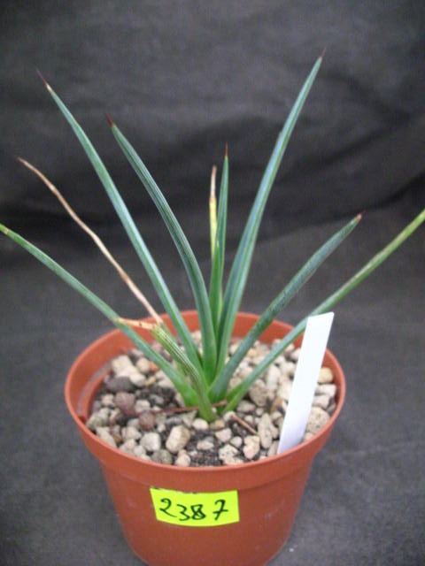 Agave rzedowskiana 2387 don9cm PB0419P - 15089529845 - oficjalne ...