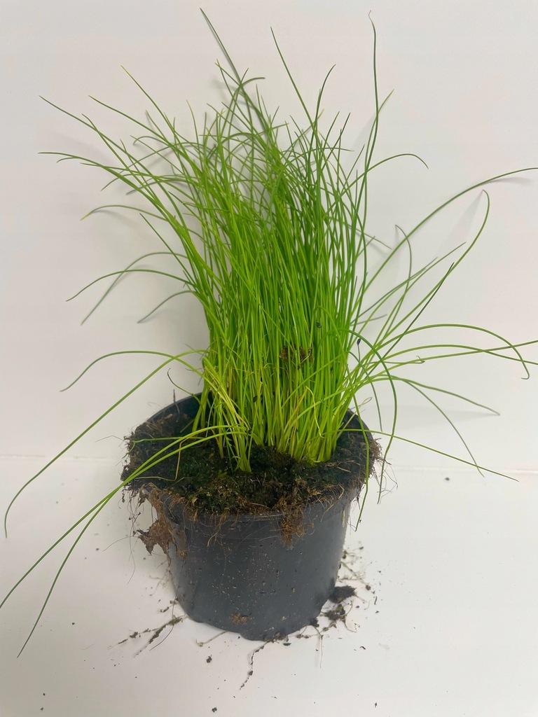 Cebula SIEDMIOLATKA DUŻA SADZONKA EKO - 12818902140 - oficjalne ...