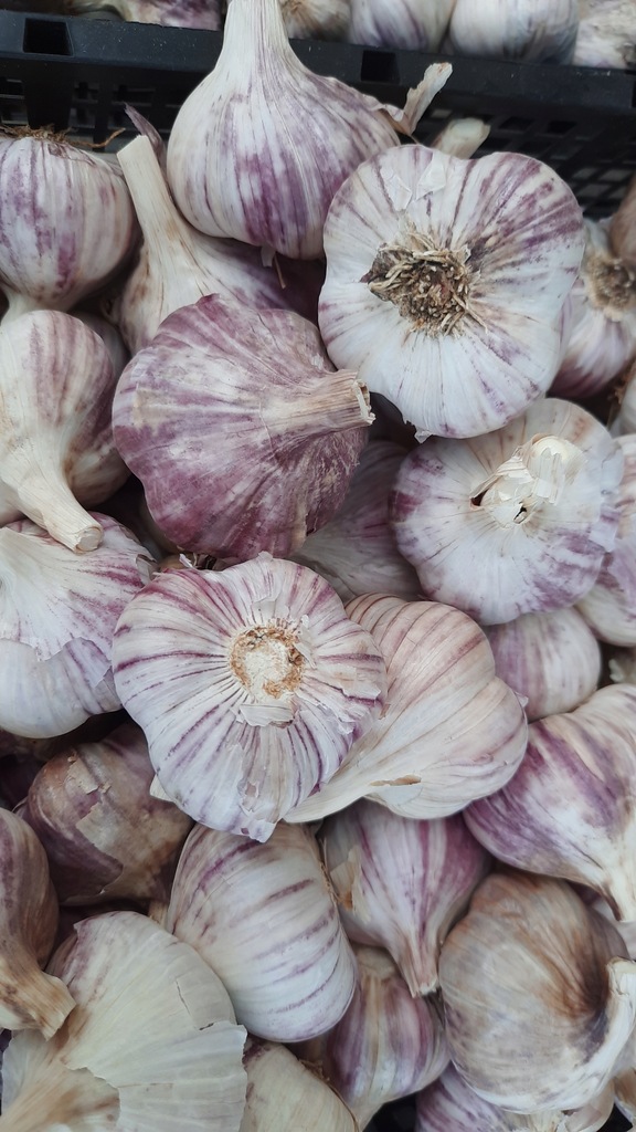 Czosnek polski ARKUS do sadzenia EKO DUŻE główki - 12505147038 ...