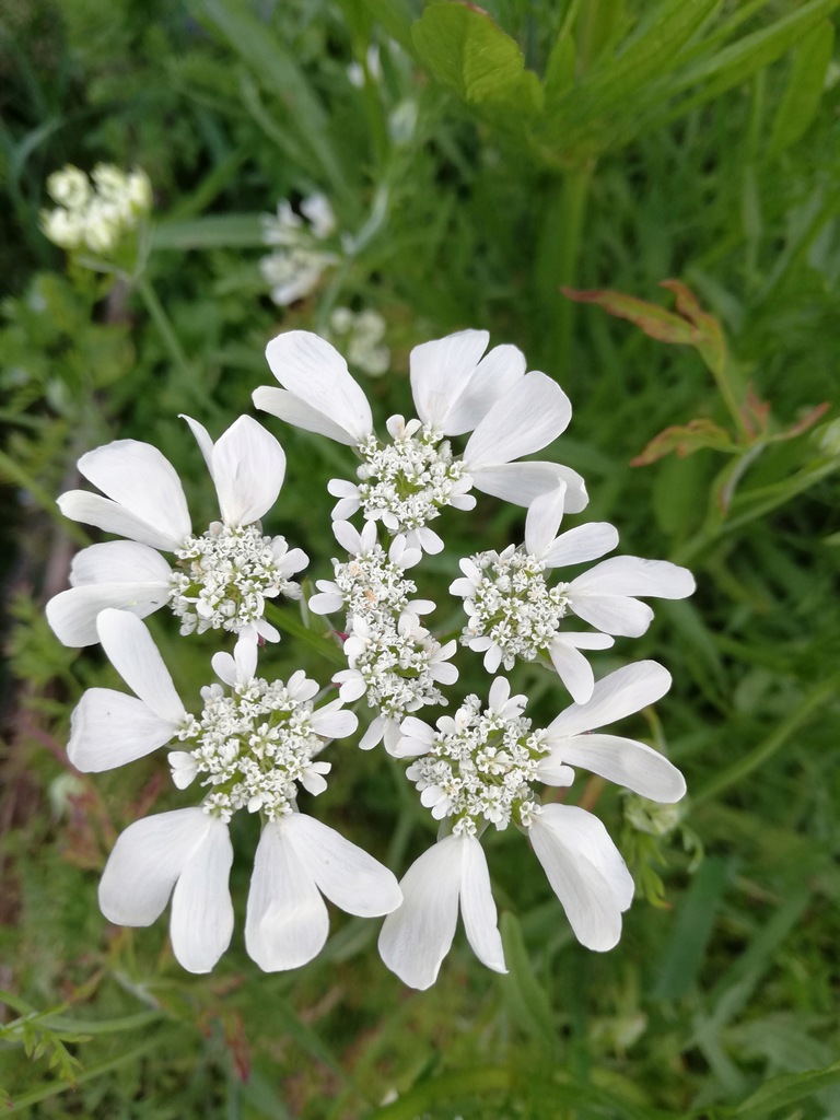 Orlaya grandiflora Orlaja piękna - 12642938702 - oficjalne archiwum Allegro