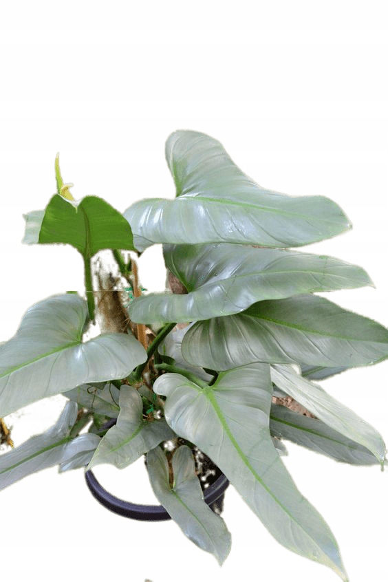 Philodendron Silver Queen Rozmiar S - 12730191520 - oficjalne archiwum ...