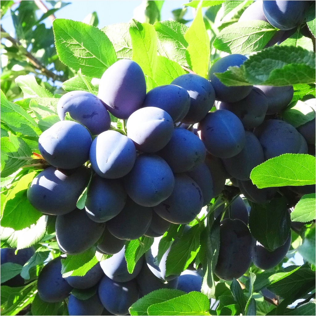 Śliwa WĘGIERKA ZWYKŁA MROZOODPORNA - DONICZKA / sadzonka / sadzonki ...