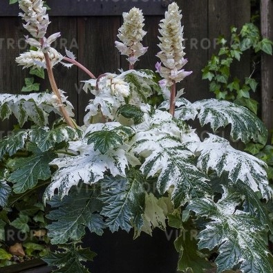 AKANT MIĘKKI 'Whitewater' egzotyczna bylina HIT - 14017074268 ...