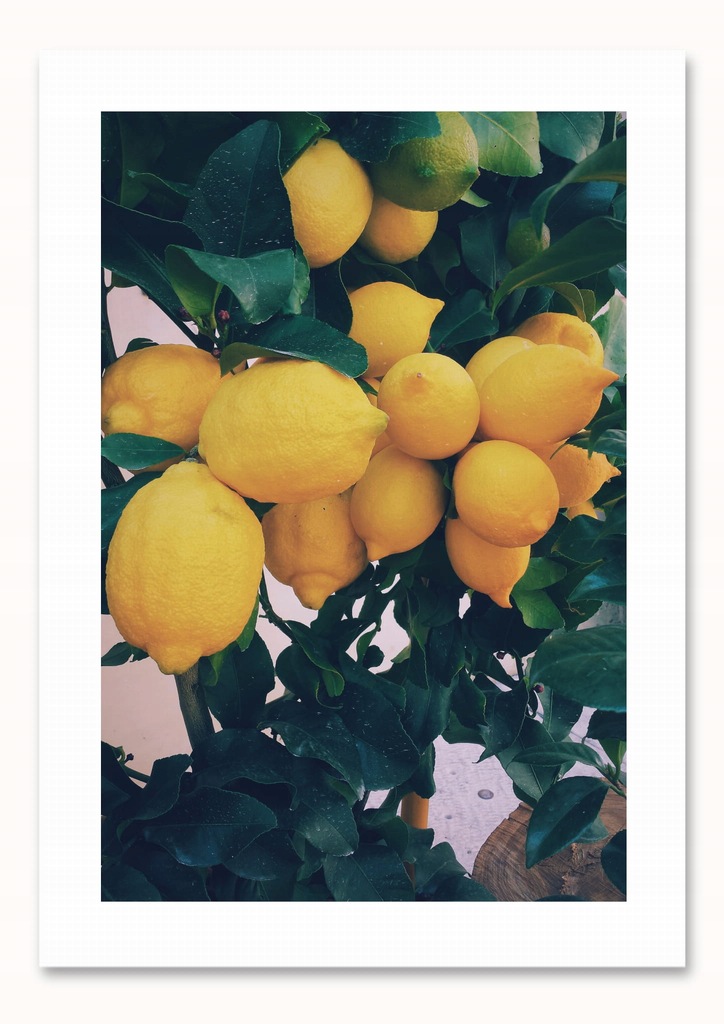 Plakat Drzewo cytrynowe Do kuchni A4 - 12018382950 - oficjalne archiwum ...