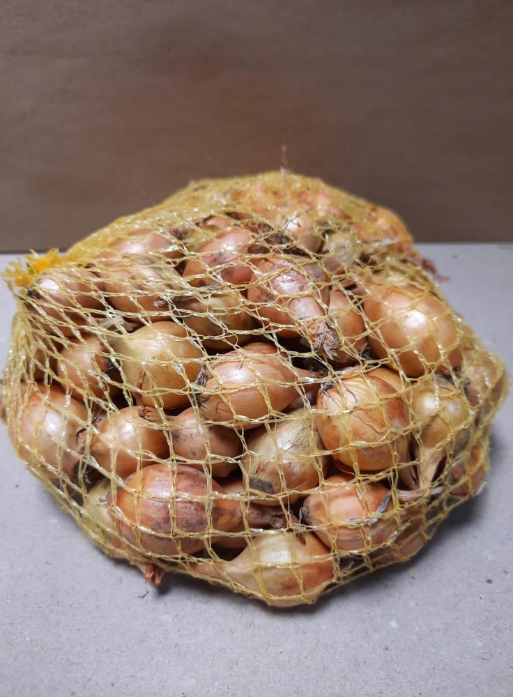 Cebula DYMKA Wolska IV 0,5kg POLSKA najlepsza na szczypior ...