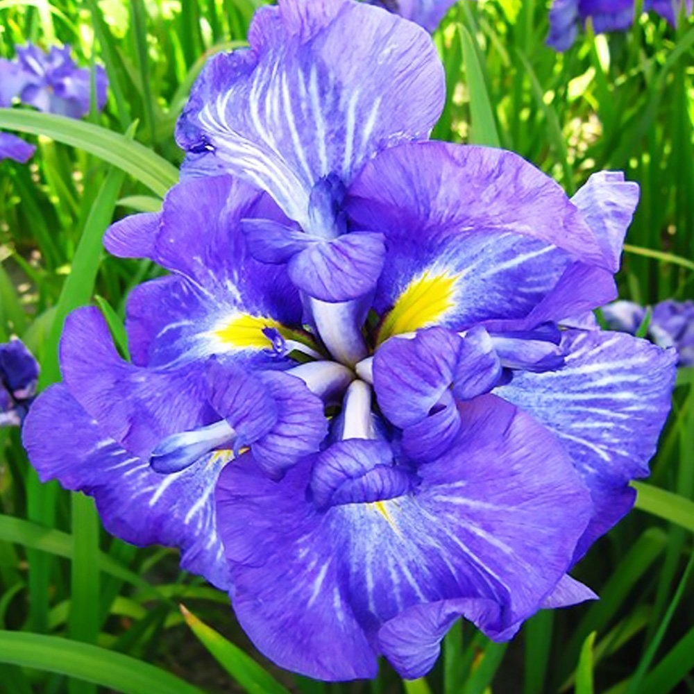 Irys Irysy japoński Electric Rays 1 szt - 11767293892 - oficjalne ...