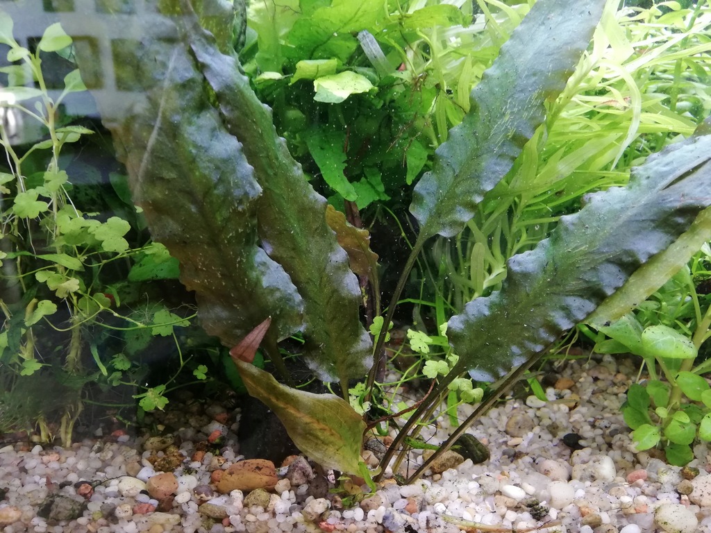Cryptocoryne kryptokoryna zwartka wendti - 9978090966 - oficjalne ...