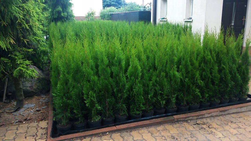 TUJA SZMARAGD 100cm Donica ukorzenione - 13223246084 - oficjalne ...