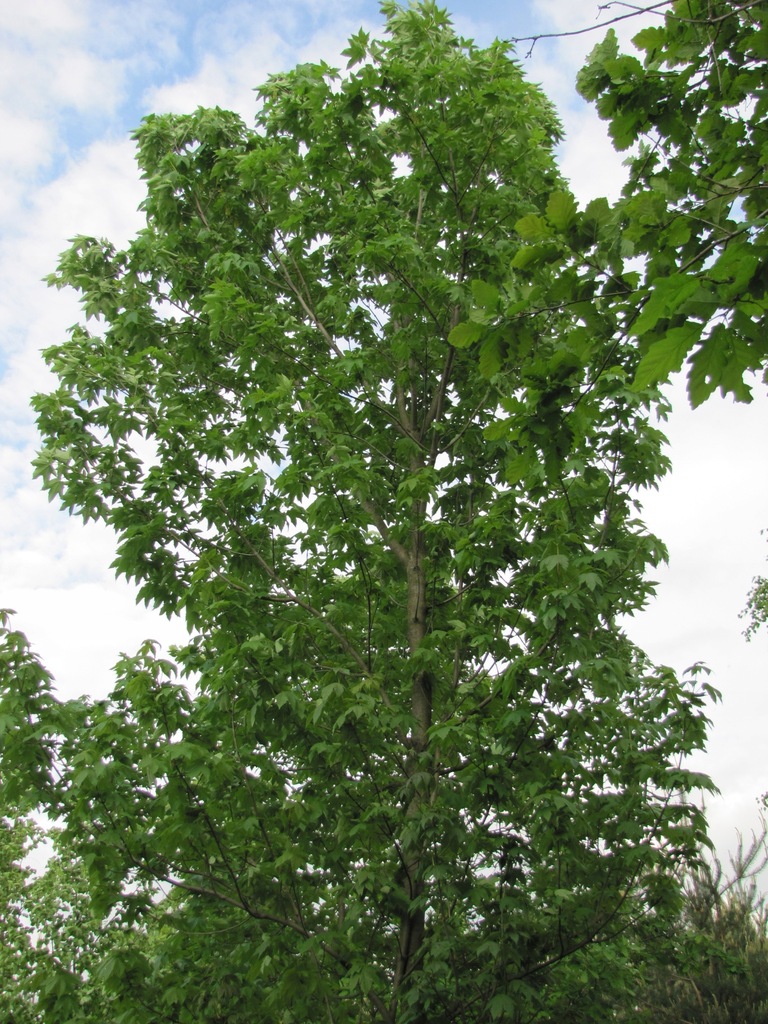 Klon jawor (Acer pseudoplatanus) sadzonki 80-120cm - 13433779087 - oficjalne archiwum Allegro