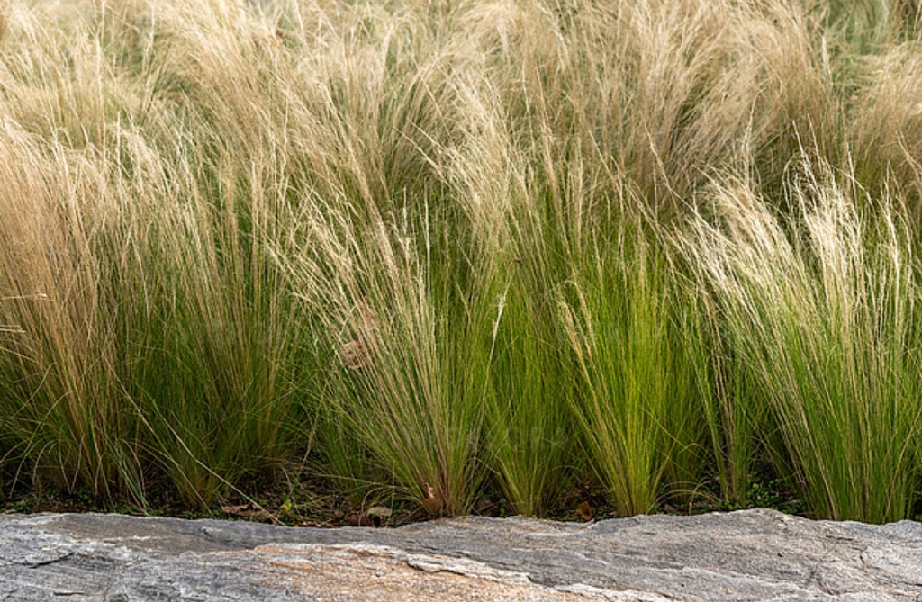Trawa Ostnica mocna Pony Tails sadzonka w doniczce Stipa tenuissima ...