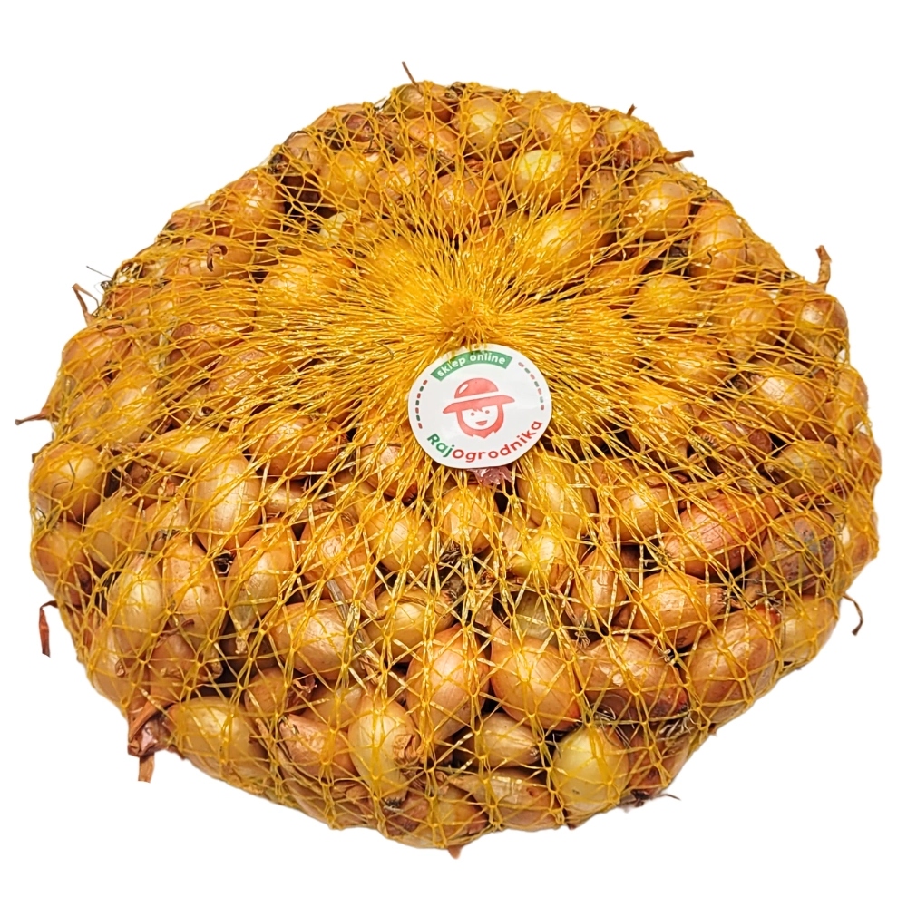 CEBULA DYMKA Sturon 500g ŻÓŁTA wczesna plenna wiosenna - 17174170467 ...