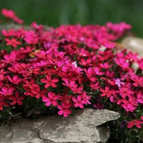 Floks szydlasty atropurpurea sadzonki 10 sztuk - 13368079180 ...