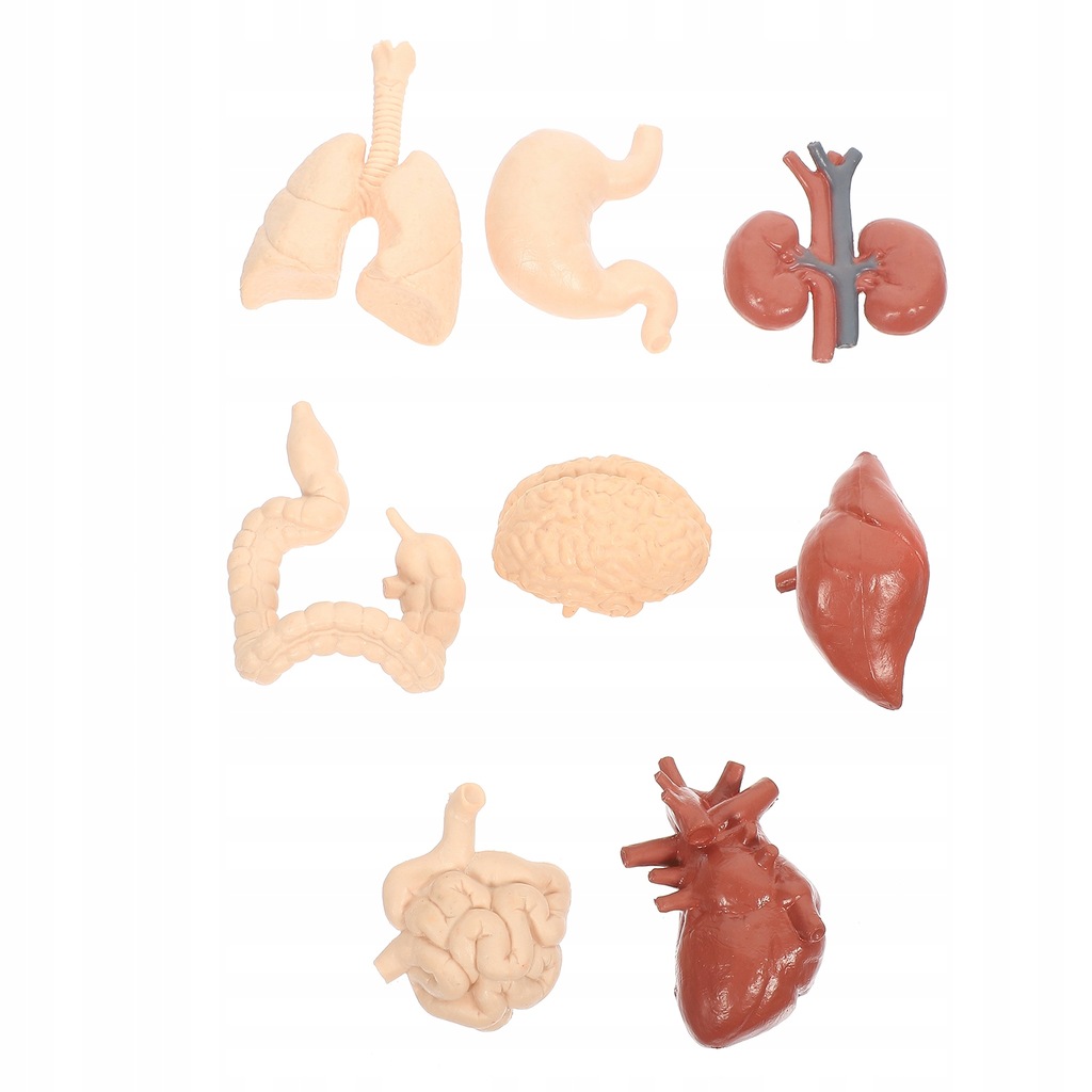 Human Organs Toy Human Visceral Model Tool Toy - 13484087777 ...