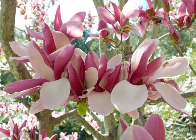 Magnolia ,,Randy" z donicy art nr 665D - 7474939043 - oficjalne ...
