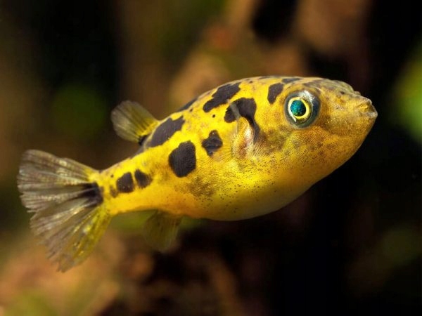 Kolcobrzuch karłowaty - Carinotetraodon travancori - 13241370329 ...