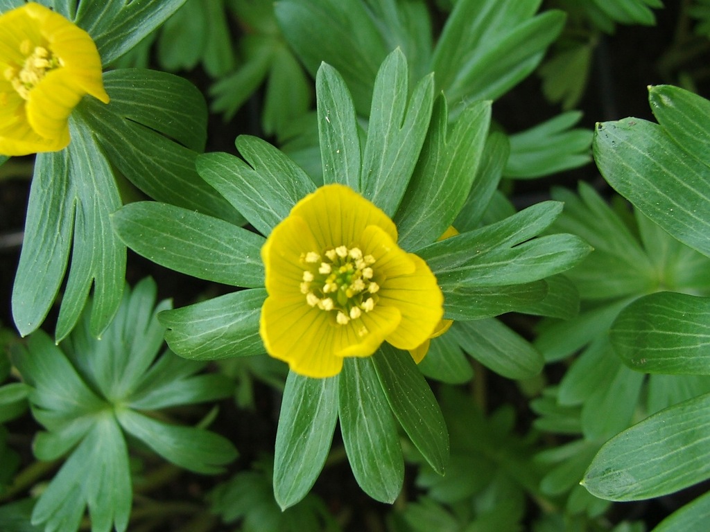 Rannik zimowy roślina w doniczce Ranniki - 15175036332 - oficjalne ...