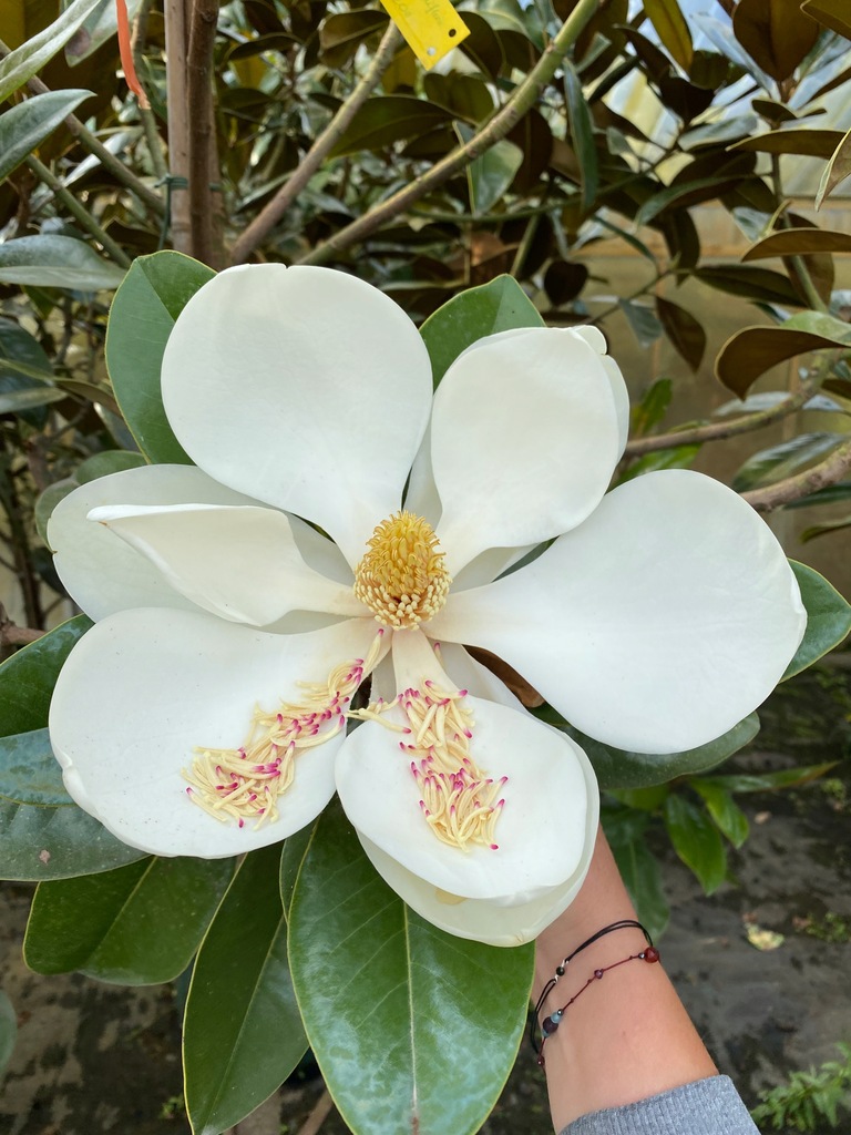 MAGNOLIA GRANDIFLORA EDITH BOGUE ZIMOZIELONA 3L - 12738158202 ...